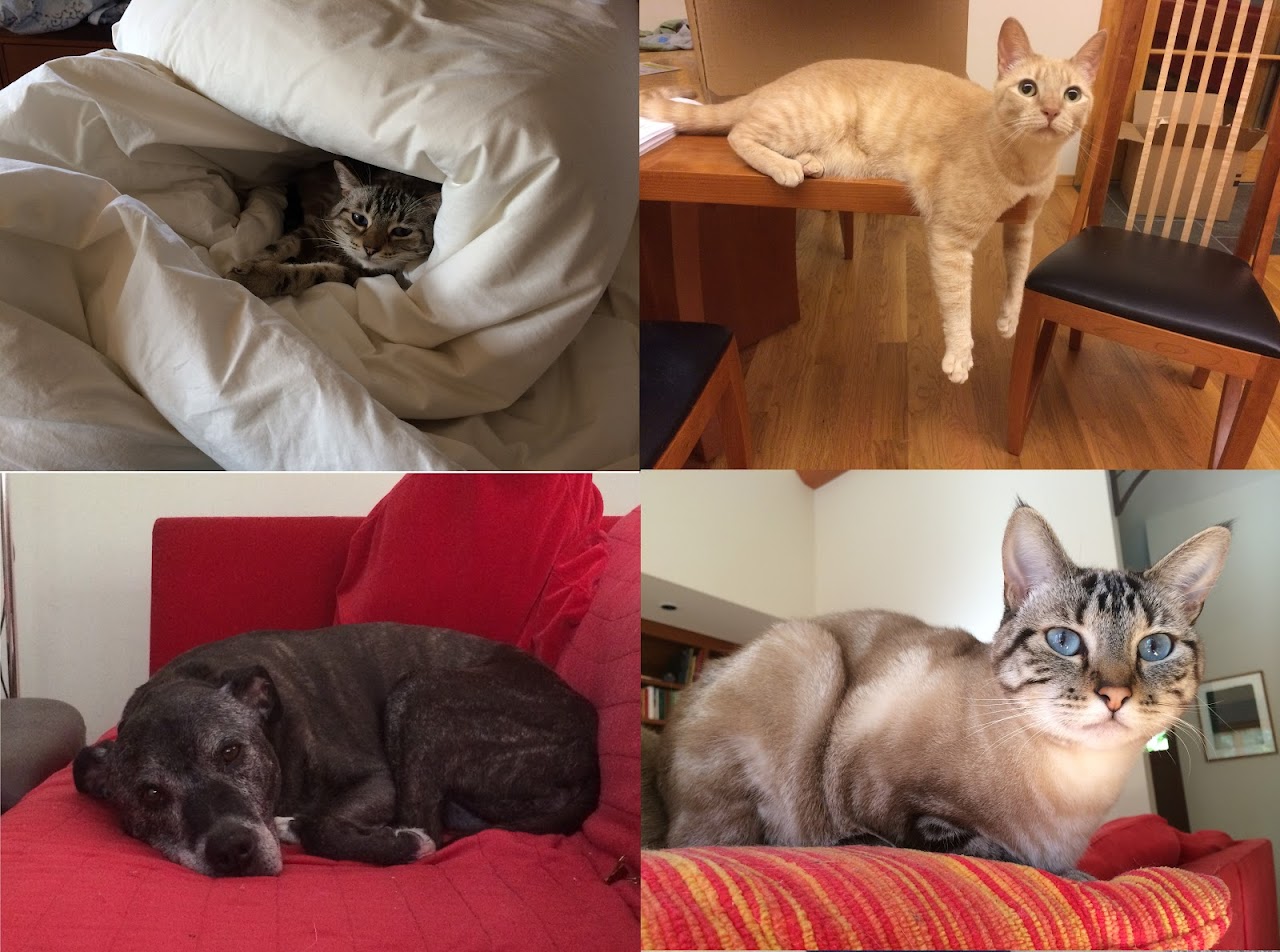 doctor-pets – South Davis Veterinary Center